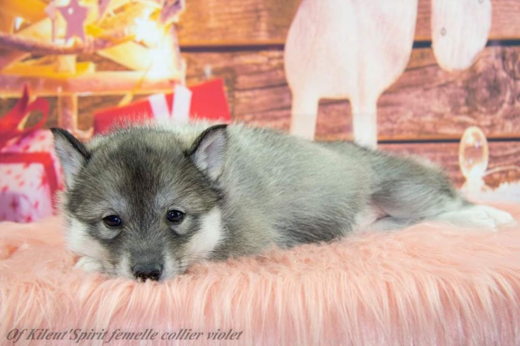 Chiots à vendre - husky de siberie -Elevage of Kileut'spirit - eleveur ...